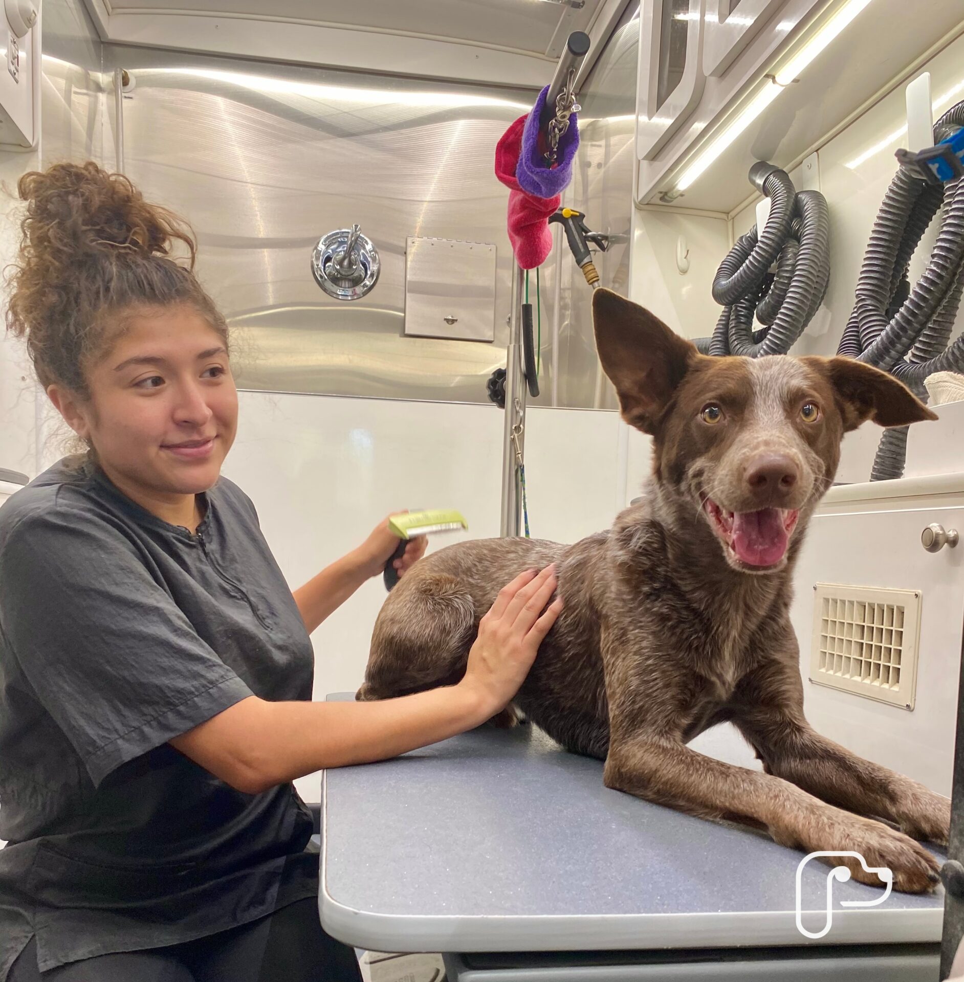 Weatherford TX Mobile Pet Grooming | The Best Dog Groomers